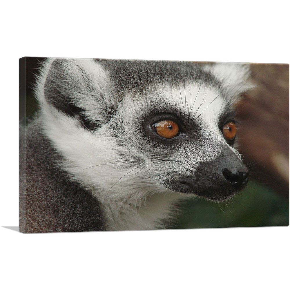 ARTCANVAS Lemur Face Home decor Canvas Art Print - Size: 26" x 18" (1.50" Deep) - Walmart.com