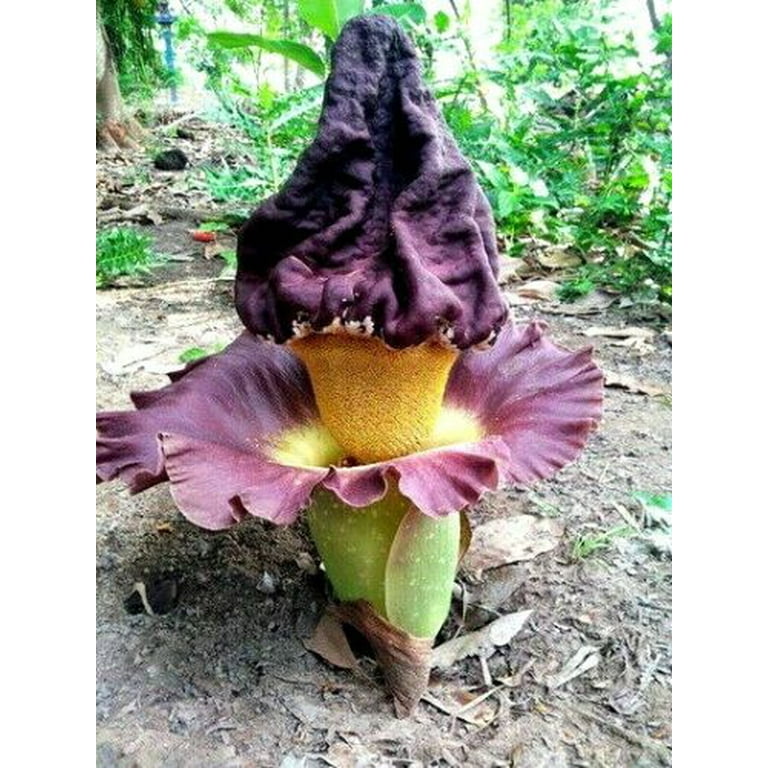 Amorphophallus Paeoniifolius