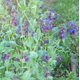 10 BLUE SHRIMP PLANT / Honeywort Cerinthe Major Flower Seeds - Walmart.com