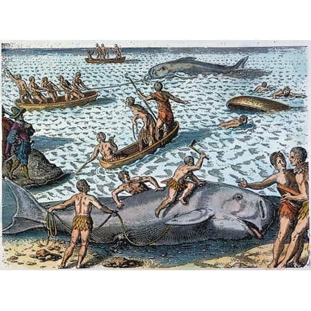 Harpooning Whales, C1590. /Nnative Americans Pull Harpooned Whales To ...