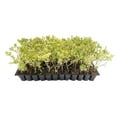 Ligustrum Sinense Variegated - 40 Live Plants - Chinense Privet Sinense ...