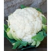 Pak Choi, White Stem Cabbage Seeds - 200 Seeds, Crisp, Tender, Asian ...