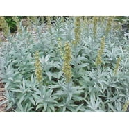 7 BLUE SAUSAGE FRUIT Edible & Ornamental Decaisnea Fargesii Tree Shrub ...