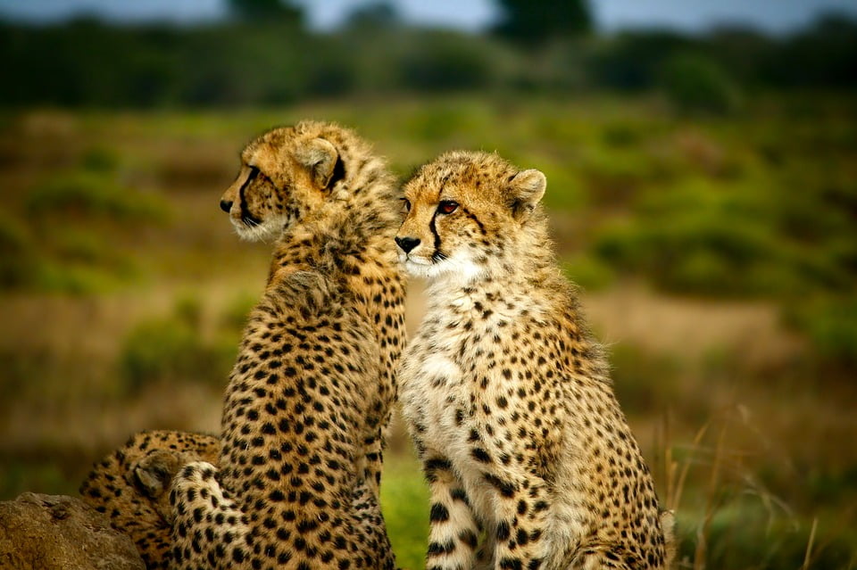 Woodland Animals Together