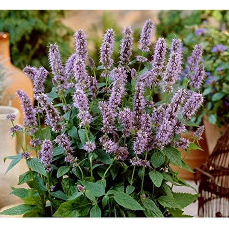 Huo Xiang Plant s 1000pcs Organic Fresh Premium Pogostemon cablin ...