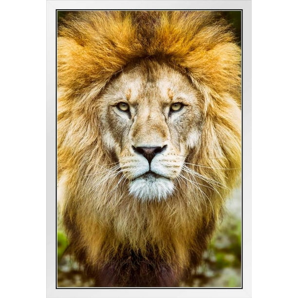 African Lion Head Shot Male Lion Mane Lion Posters For Wall Lion ...