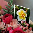3drose, Single Frangipani Blossom Realism Art, 6 Greeting Cards with ...