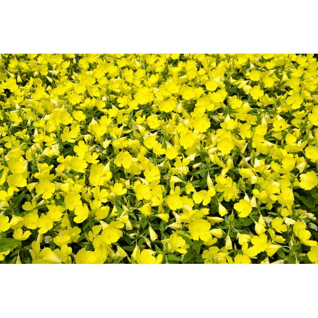 150 DWARF EVENING PRIMROSE ( Missouri Primrose / Ozark Sundrops ...