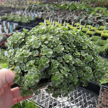 Filigree Hosta Dormant Bare Root Perennial Plant, 1-Pack - Walmart.com