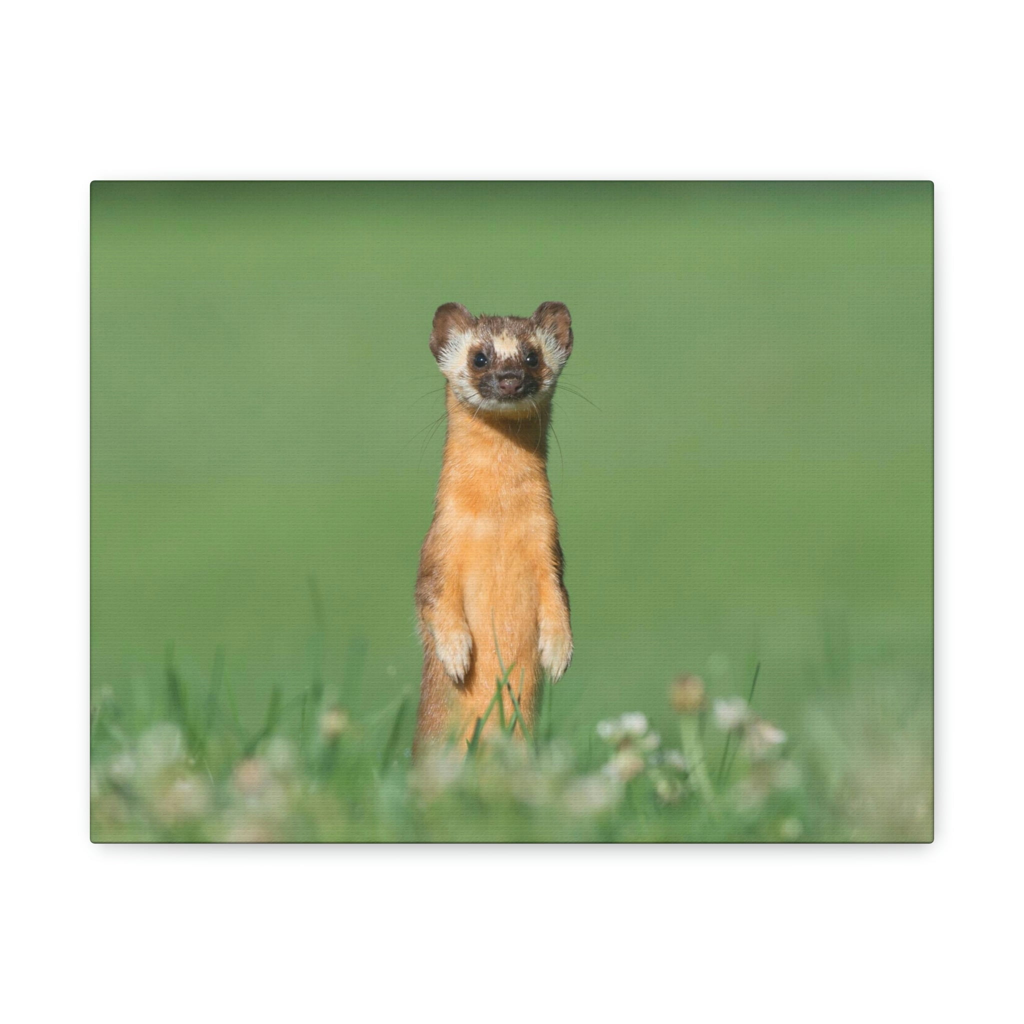 Funny Weasel Silly Weasel Scene Outside Wall Art Ready to Hang Unframed ...