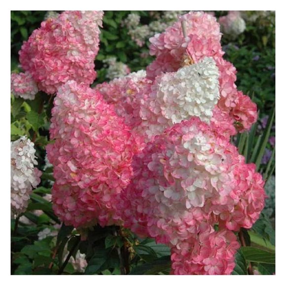 Hydrangea Seeds