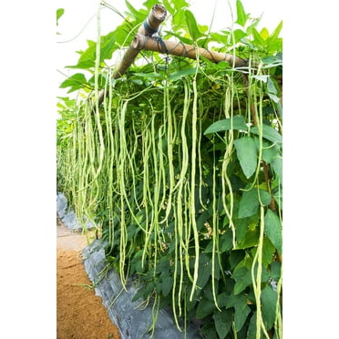 100 Seeds RED RIPPER COWPEA Cow Pea Southern Pea Vigna Unguiculata ...