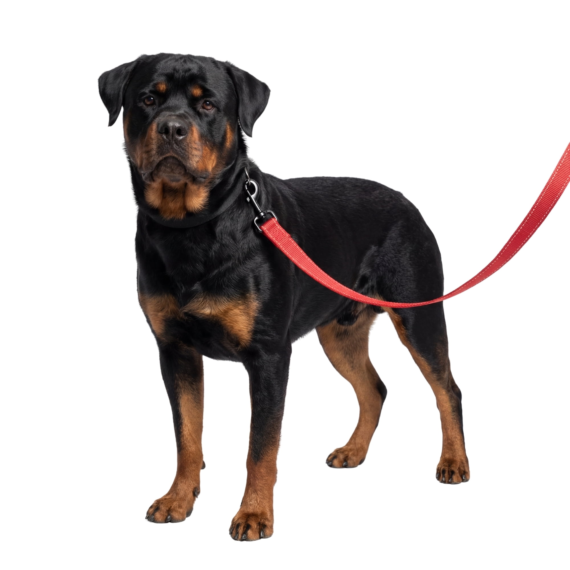 Click here for One Paw  Webbing Leash For Dogs  Multiple Colors A... prices