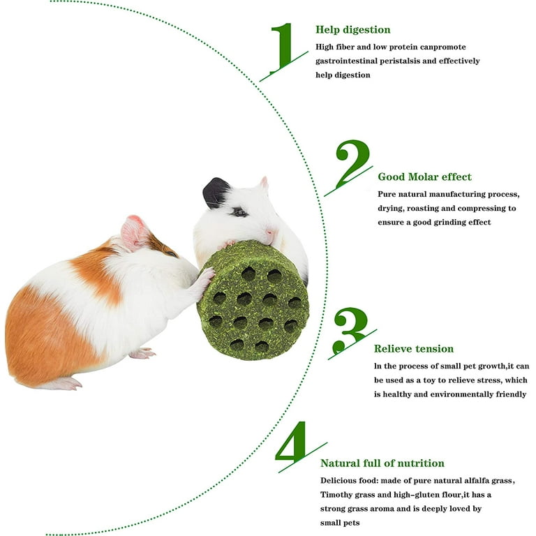 Hamster Teeth Diagram