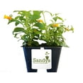 LIVE Manettia, Candy Corn Vine Starter Plants - Set of 2 for Indoor ...