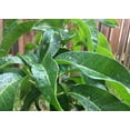 Marshal Wallet Fresh Organic Mango Leaves, All Natural, No Chemicals ...