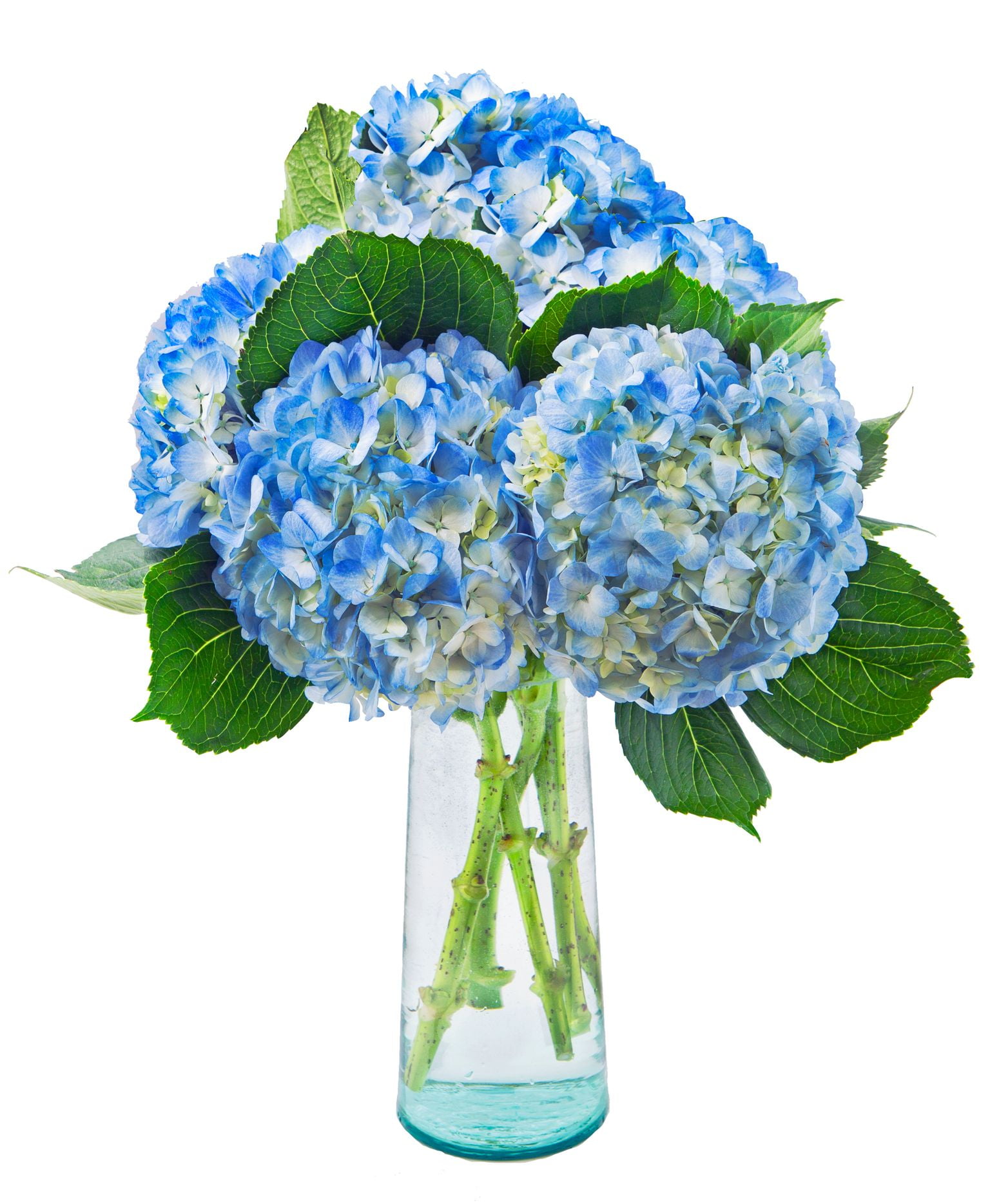 5 Fresh-Cut Blue Hydrangea by Arabella Bouquets with a Free, Hand-Blown ...