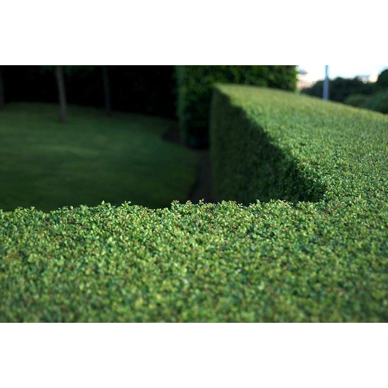 Dwarf Yaupon Holly Plants - 3 Gallon Size Ilex Schilling Evergreen ...