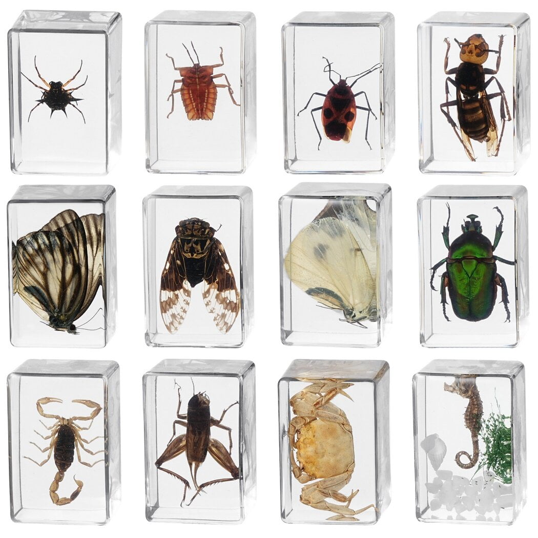 12 muestras de insectos en resina, pisapapeles de colección de insectos ...