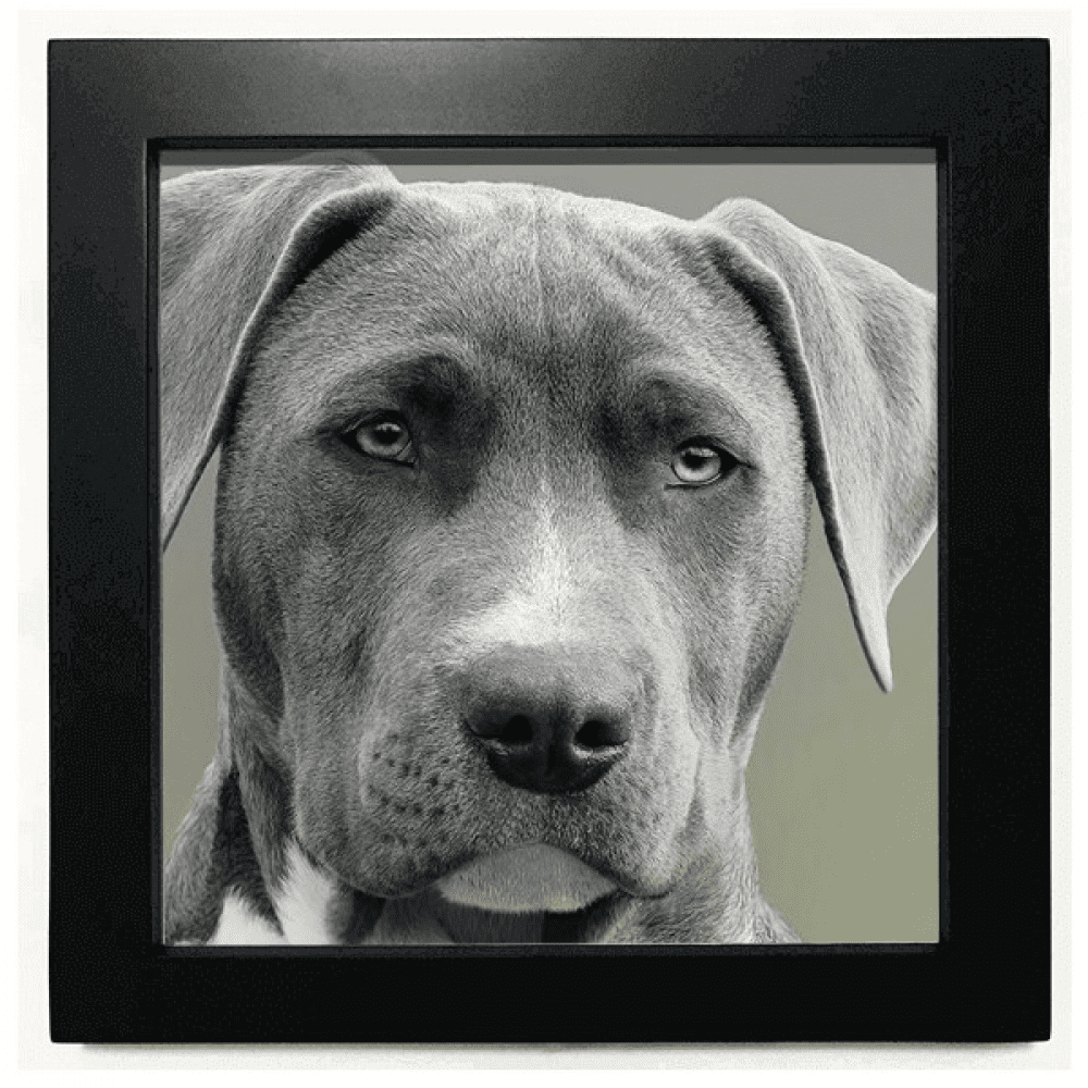 Handsome Dog Pet Animal Picture Black Square Frame Picture Wall ...