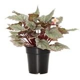 6 in. Begonia Rex Dino Shadow King Live Houseplant with Bright Indirect ...