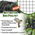Sunrise 25'x50' Heavy Duty Bird Netting Fruit Tree Protective Net Pens ...