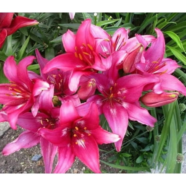 10 Roselily Felicia Bulbs - Walmart.com