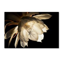 Trademark Fine Art "Midnight Portrait" Canvas Art by Kurt Shaffer ...