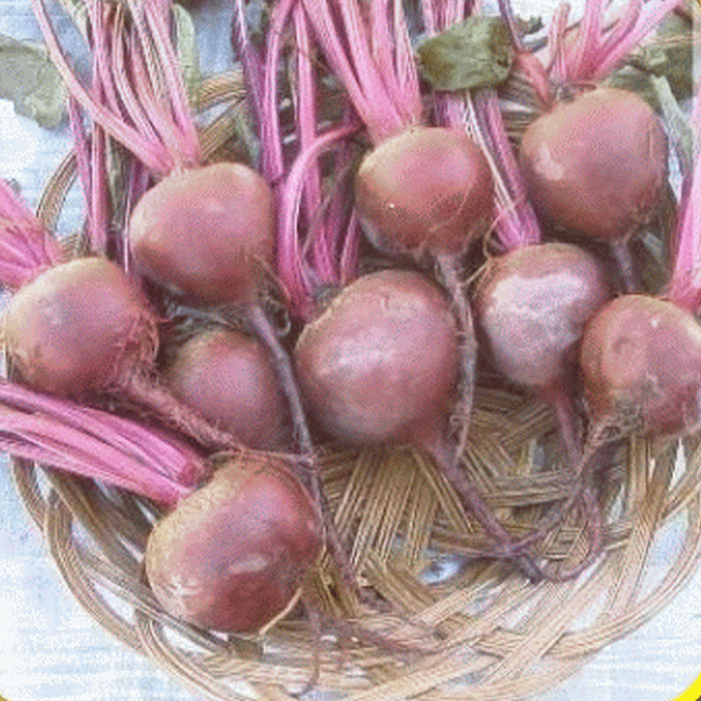 Everwilde Farms - 200 Merlin Beet Seeds - Gold Vault Jumbo Bulk Seed ...