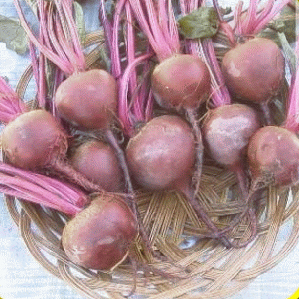 Everwilde Farms - 200 Merlin Beet Seeds - Gold Vault Jumbo Bulk Seed ...
