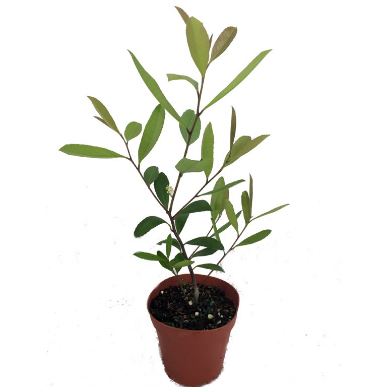 Yerba Mate Plant