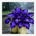 Blue Hostas for Planting (Non-Artificial), Rare & Beautiful, Easy to ...