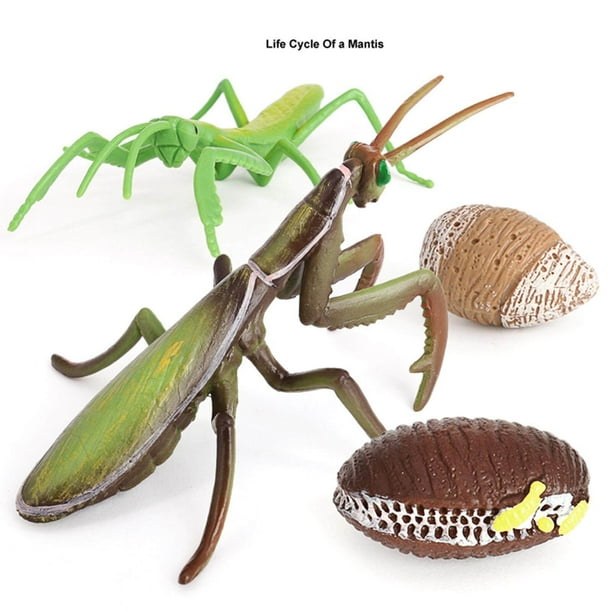 pitrice Collection - Realistic Life Cycle of a Mantis Set - 4 Separate ...