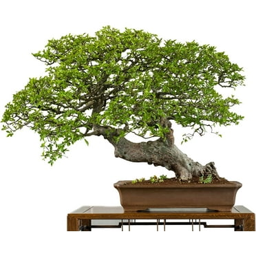 Chinese Elm Bonsai Tree Seeds - 30 Seeds - Prized Bonsai Specimen ...