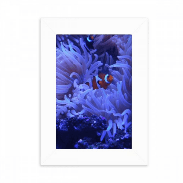 ocean anem fish science nature picture desktop photo frame picture ...