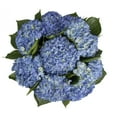 Bloomingmore - Shocking Blue Hydrangea Fresh Flowers, 30 Stems ...