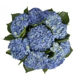 Bloomingmore - Shocking Blue Hydrangea Fresh Flowers, 30 Stems ...