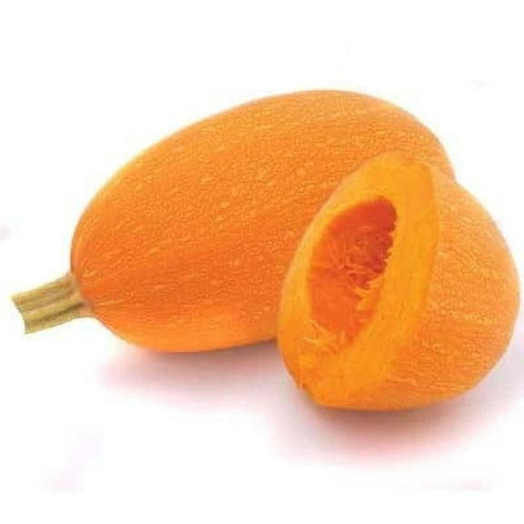 Spartan Pumpkin Seeds for Planting (10 Seeds) - All American Favorite ...