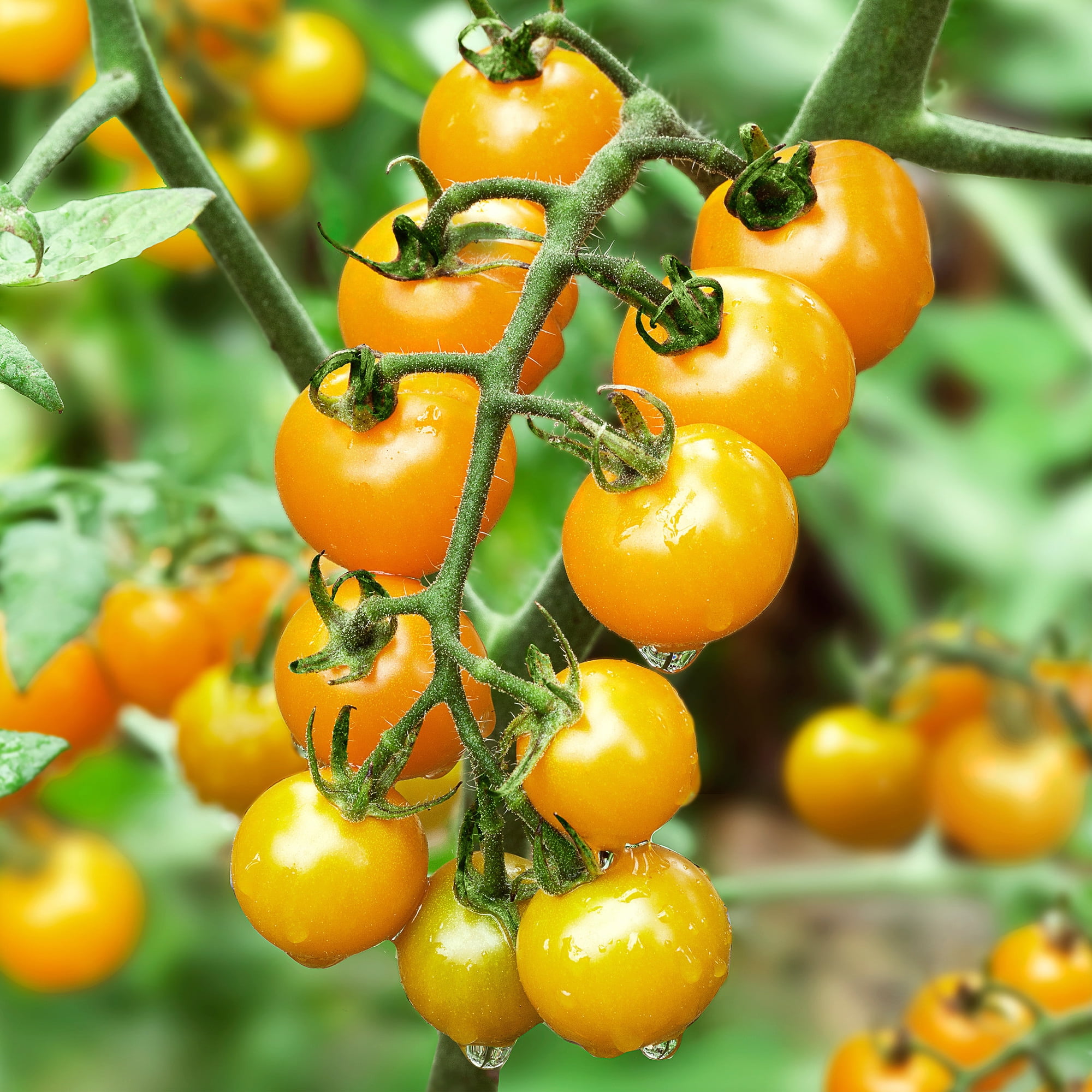 Grape Tomatoes Plant