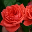 Heirloom Roses - Live Brilliant Floribunda Rose Plant, Potted Outdoor ...