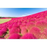 50 Red Kochia Seeds - Grow Exotic Mexican Fire Plant - Summer Cypress ...