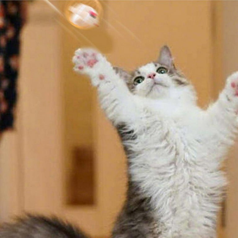 Cat Jumping For Joy