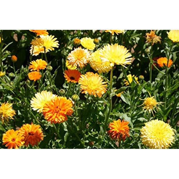 Calendula Dwarf Pacific Beauty Mix Flower Seeds, 250 Flower Seeds Per ...