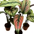 Calathea Majestica White Star, 2 inch Set of 3 Tiny Mini Pixie Plants ...