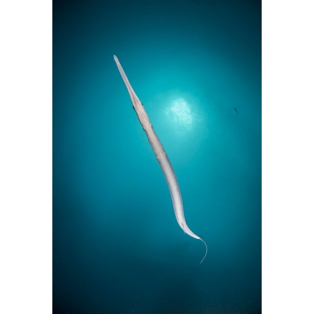 Flutemouth fish seen from below with sunlight above, Palau, Micronesia ...