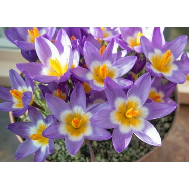 Mixed Crocus Bulbs for Planting - Ships from Our Iowa Nursery (5 Bulbs ...