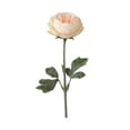 Darzheoy Artificial Ranunculus Flower Stems, Realistic Fake Peony ...