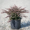 Crimson Pygmy Barberry - 3 Gallon Pot, Live Dwarf Deciduous Shrub, Full ...