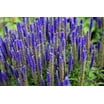 50 Mixed Colors VERONICA SIGHTSEEING MIXTURE (Spike Speedwell) Veronica ...