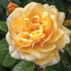 Moonlight Romantica® Hybrid Tea Rose by Heirloom Roses - Yellow Rose ...